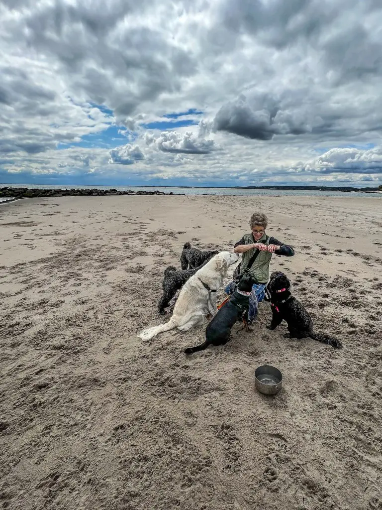 dogscapes – dogscapes