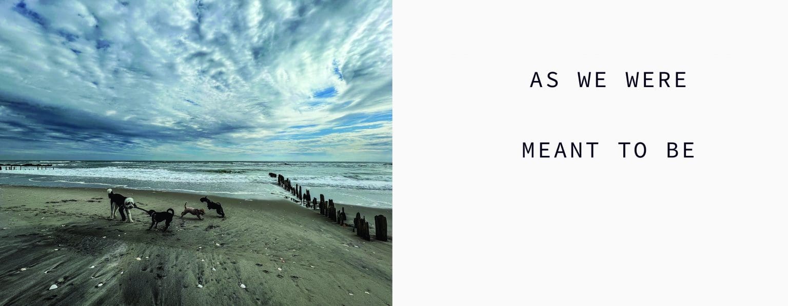 dogscapes – dogscapes